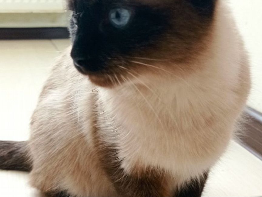 Кошка сиамская. Около 2 лет