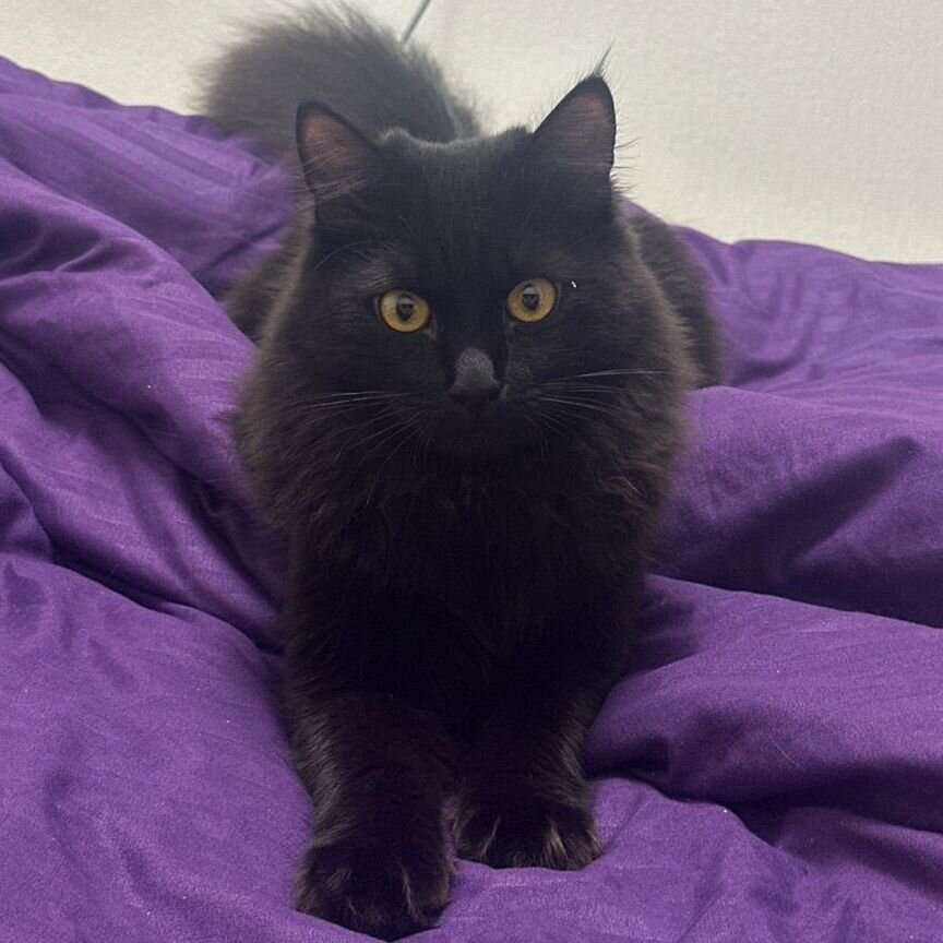 Сибирский котёнок