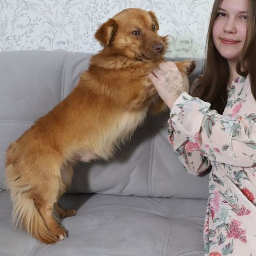 Взрослый пёс в добрые руки