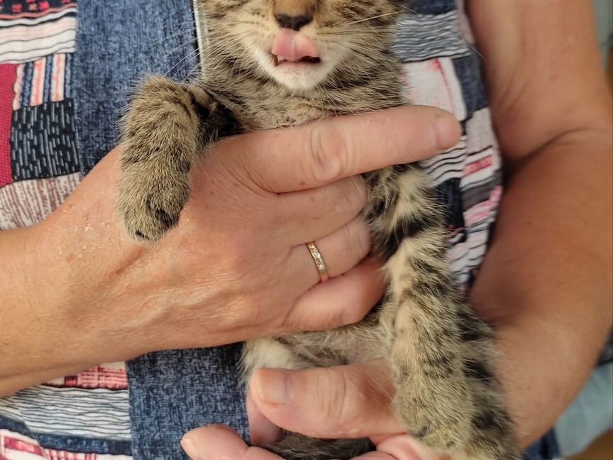 Беспородные котята