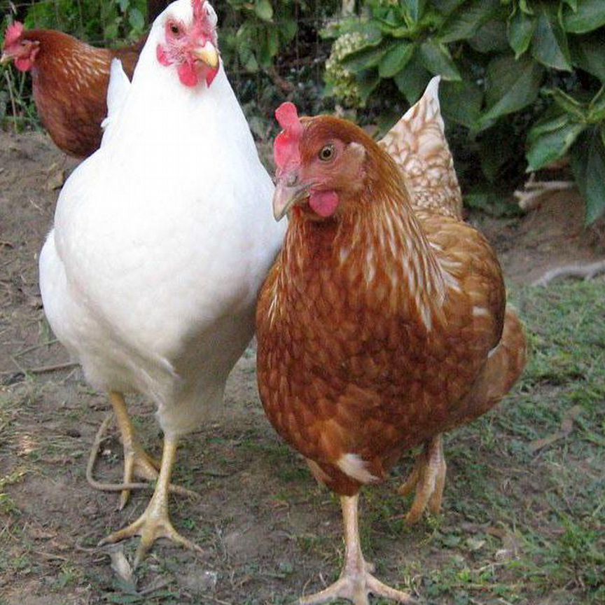 Куры молодки несушки