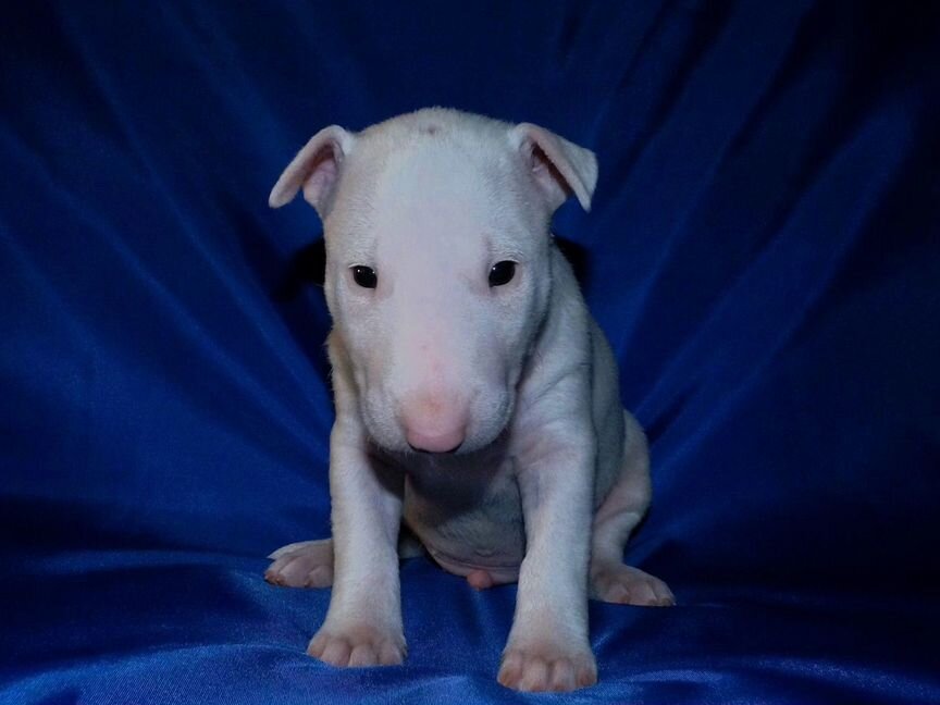 Щенки стандартного бультерьера