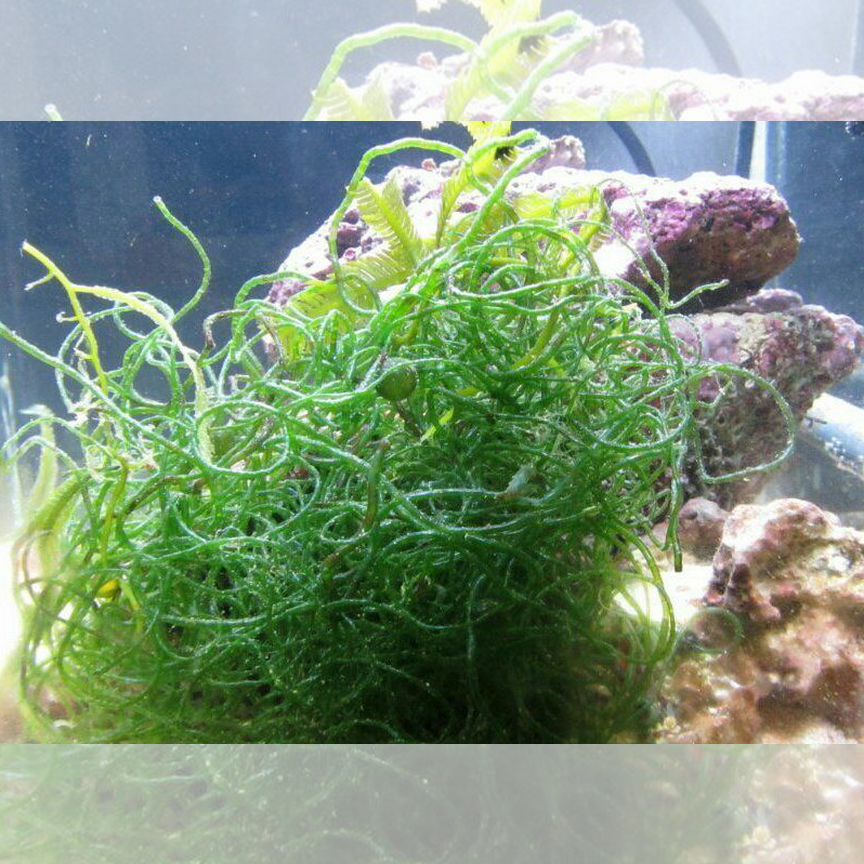 Водоросль Хетаморфа