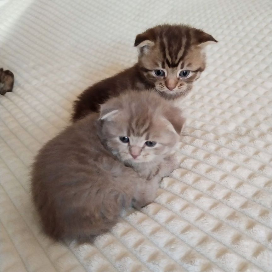 Шотландская