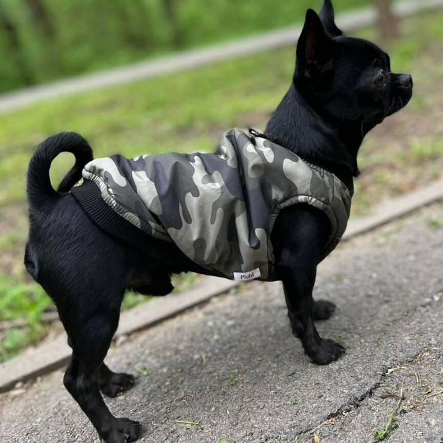 Вязка чихуахуа