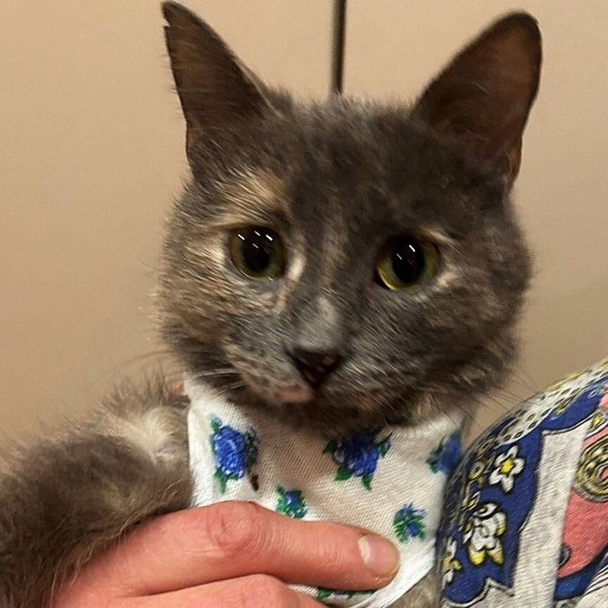 Взрослая, Девочка кошка в добрые руки