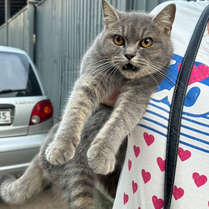 Кошечка
