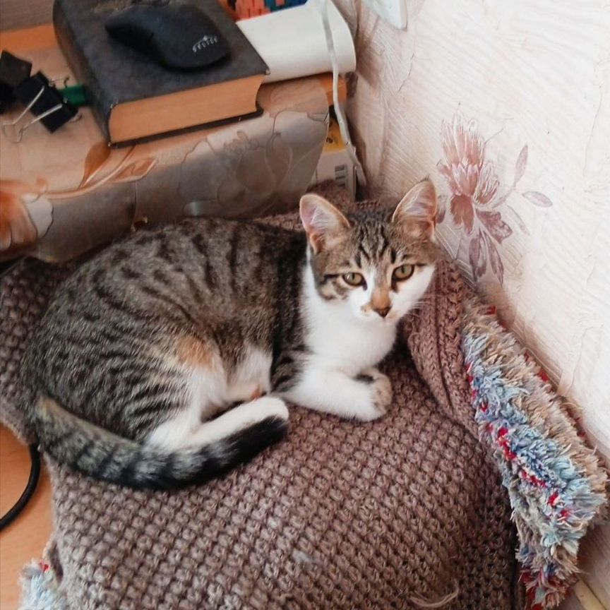 Чудесный котик, 4,5 мес. Санька