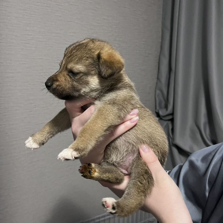 Радость каждый день