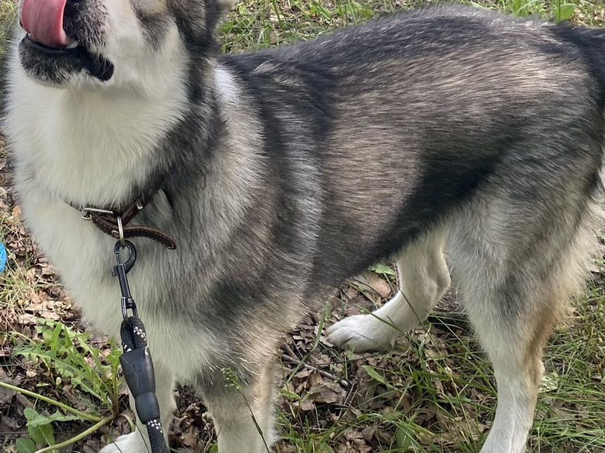 Собака в добрые руки отдам бесплатно