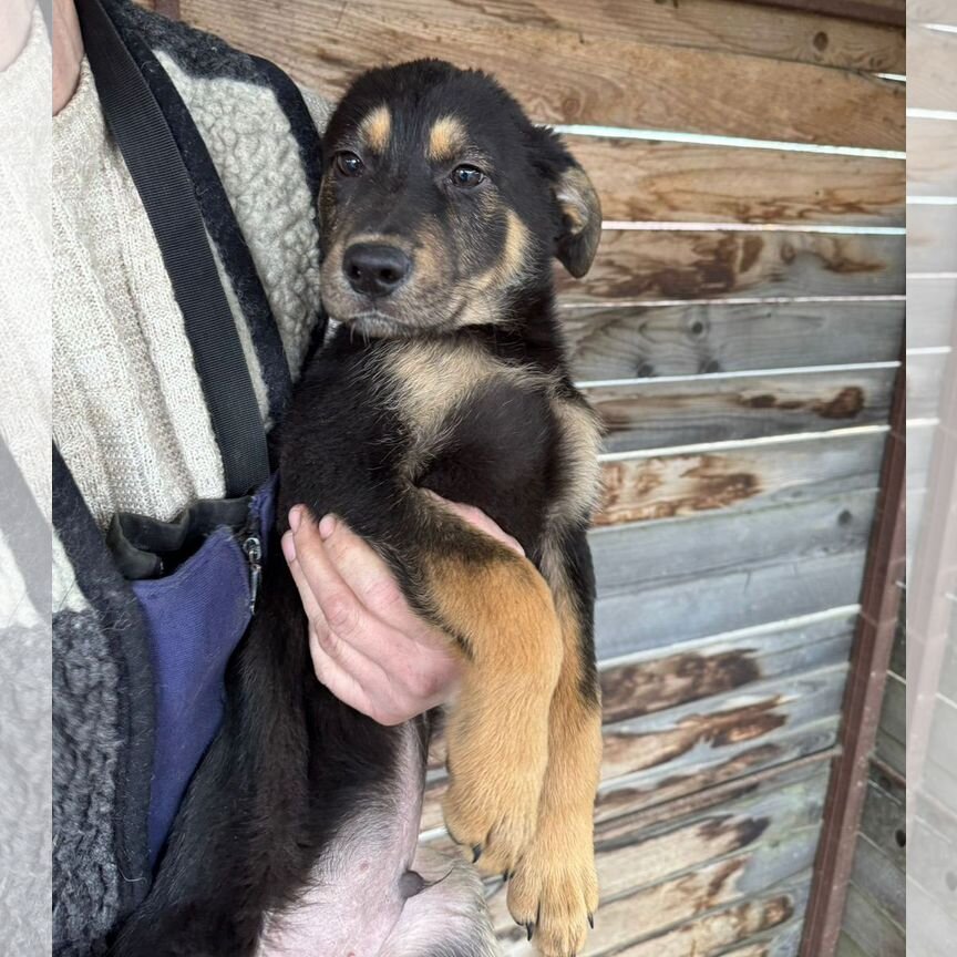 Восточноевропейская овчарка, щенок