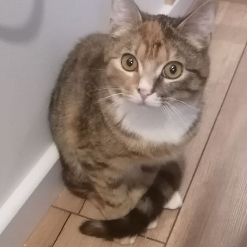 Котёнок от частного владельца