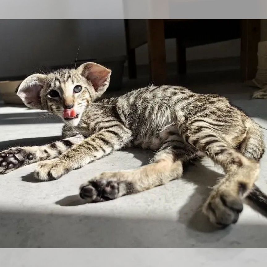 Ориентальный котёнок