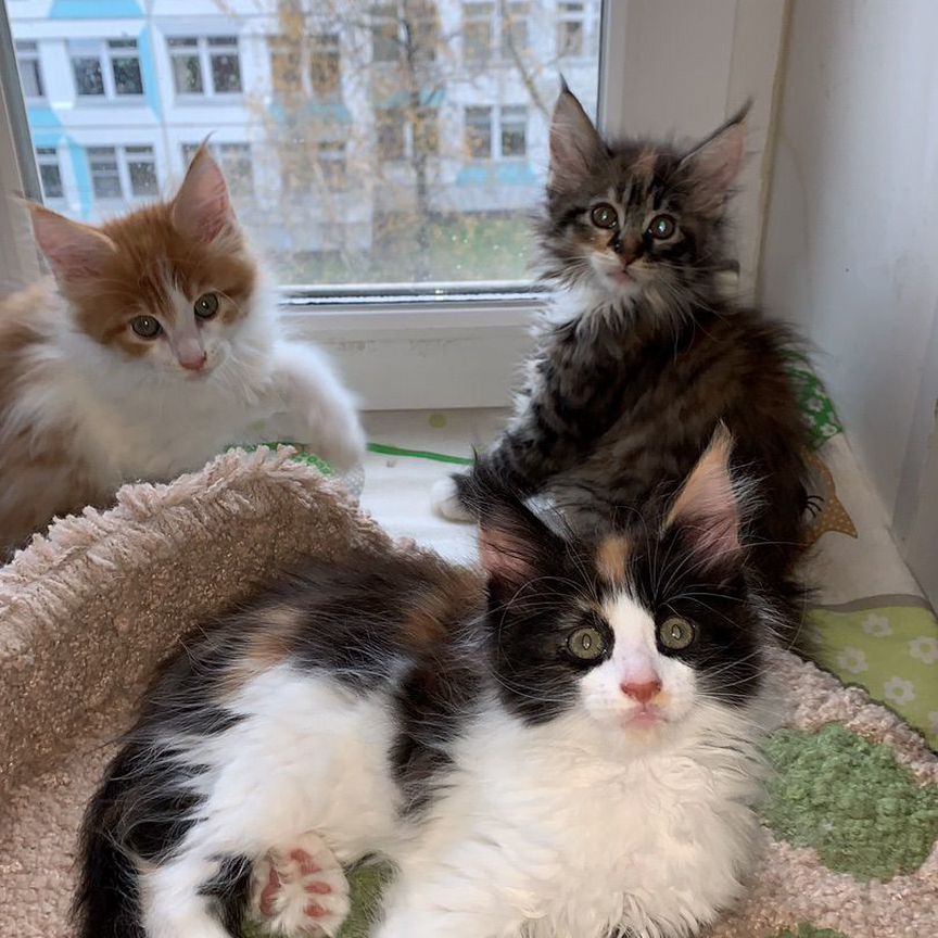 Котята Мейн Куны