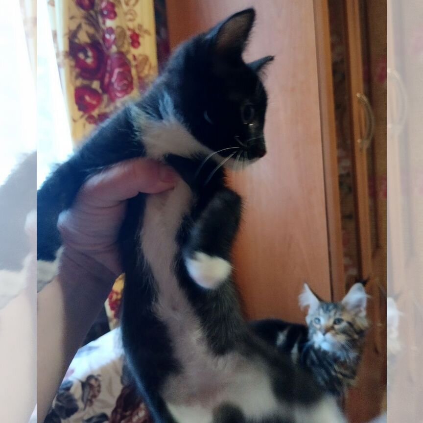 Котёнок в добрые руки