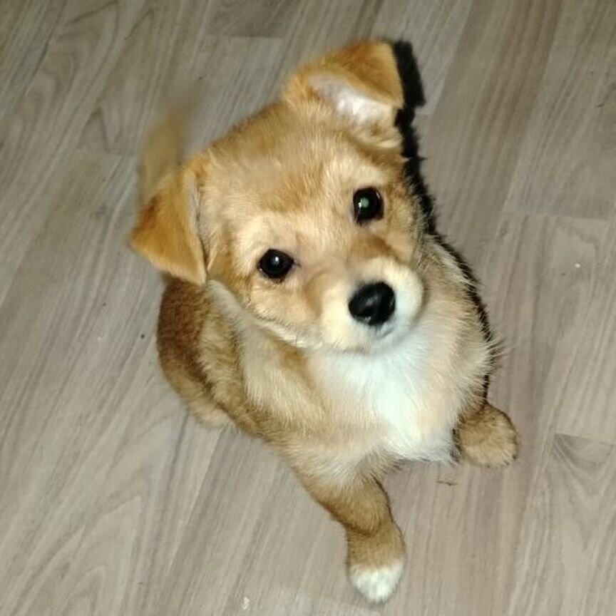 Щенок в добрые руки