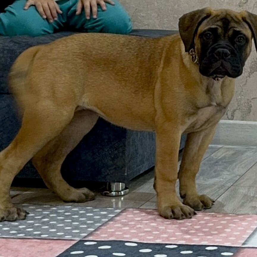 Девочка Бульмастиф