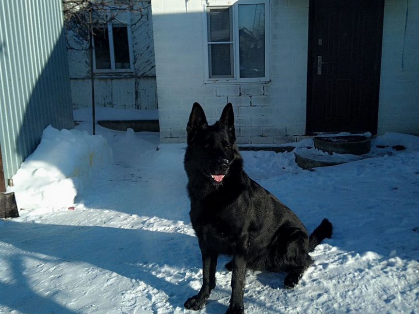 Немецкая овчарка вязка