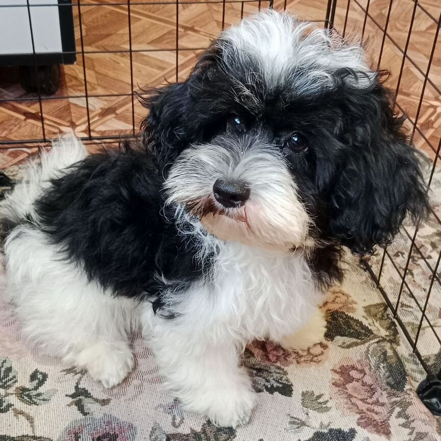 Мальтипу, щенок