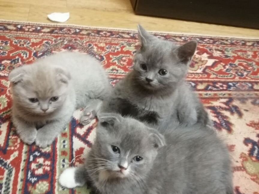 Шотландские котята