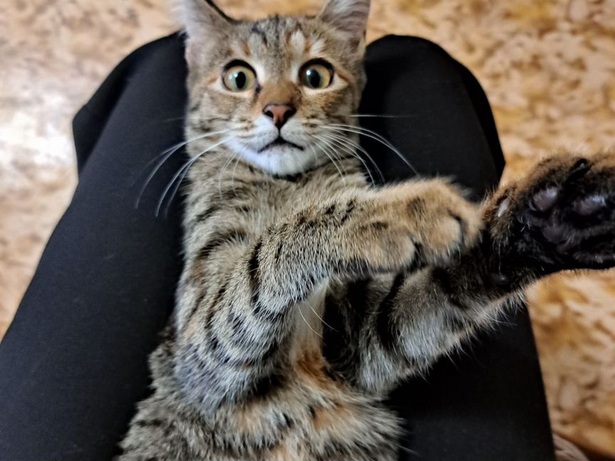 Отдам котенка в добрые руки