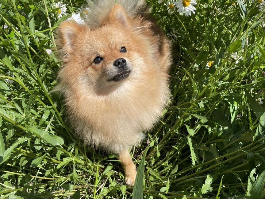 Померанский шпиц вязка кобель