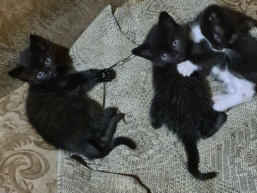 Котята в добрые руки