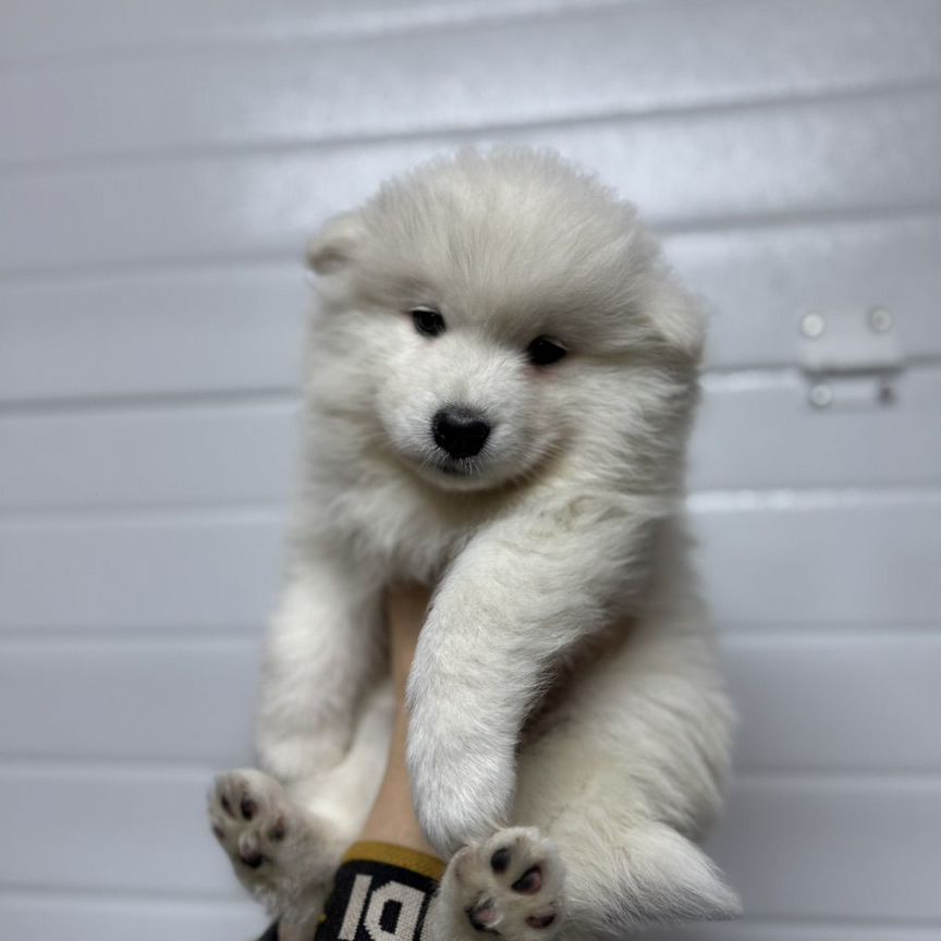 Самоедская лайка щенки