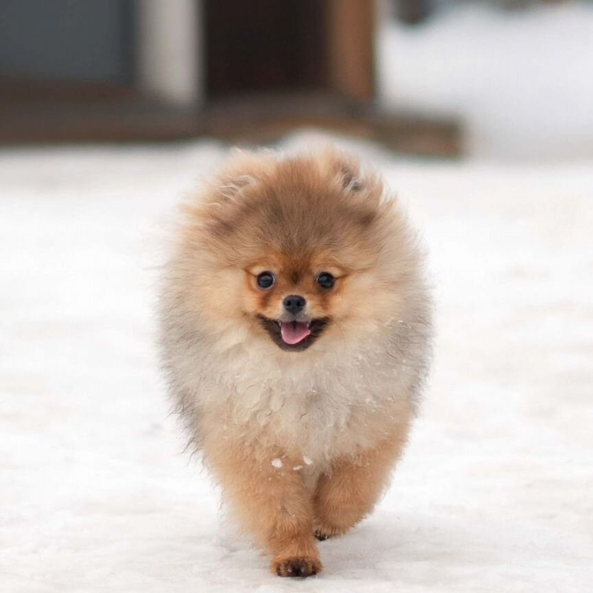 Красивая девочка шпиц