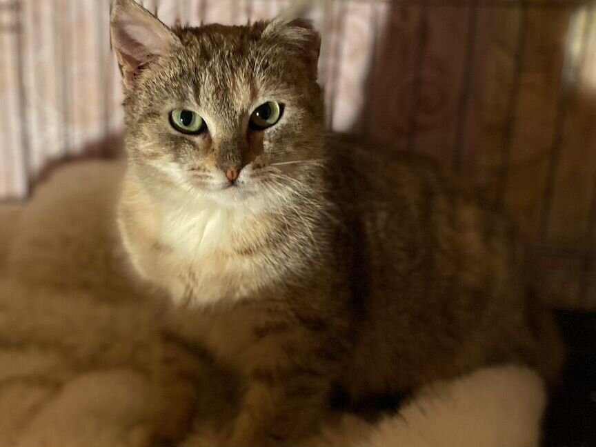 Котенок