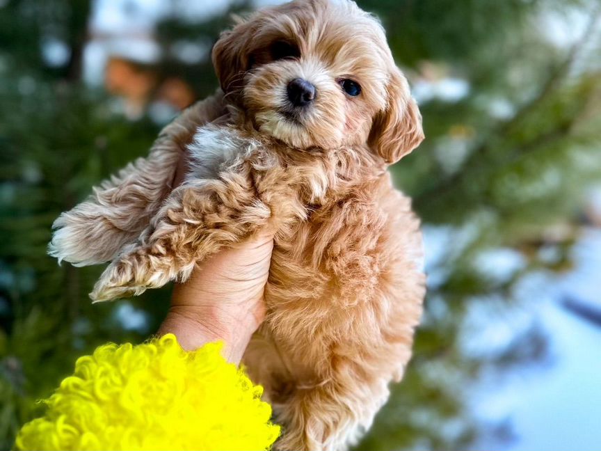 Maltipoo F-1 Super mini Карамель Корея
