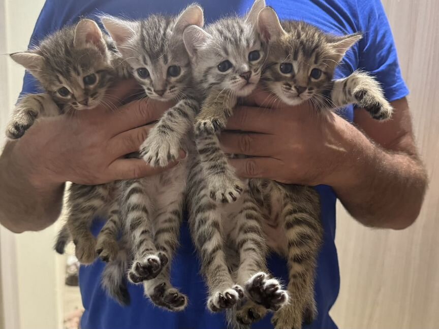Шотландские котята 1 месяц