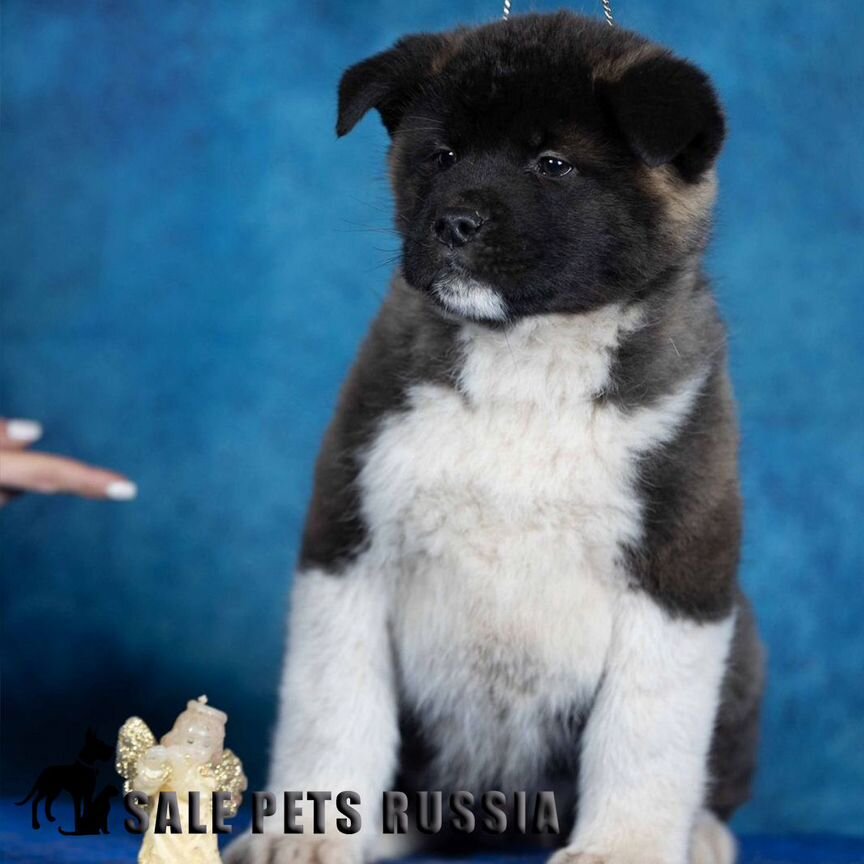 Американская акита. Девочки и мальчики