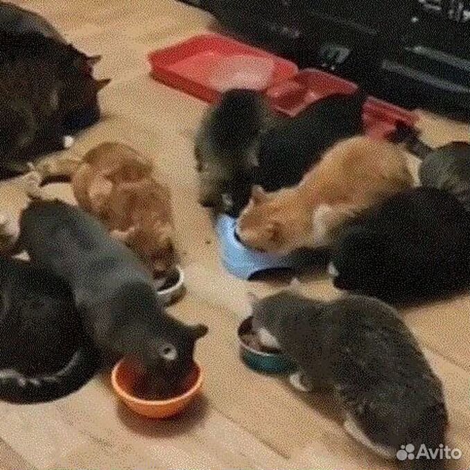 Бедолагам котейкам нужна передержка помощь