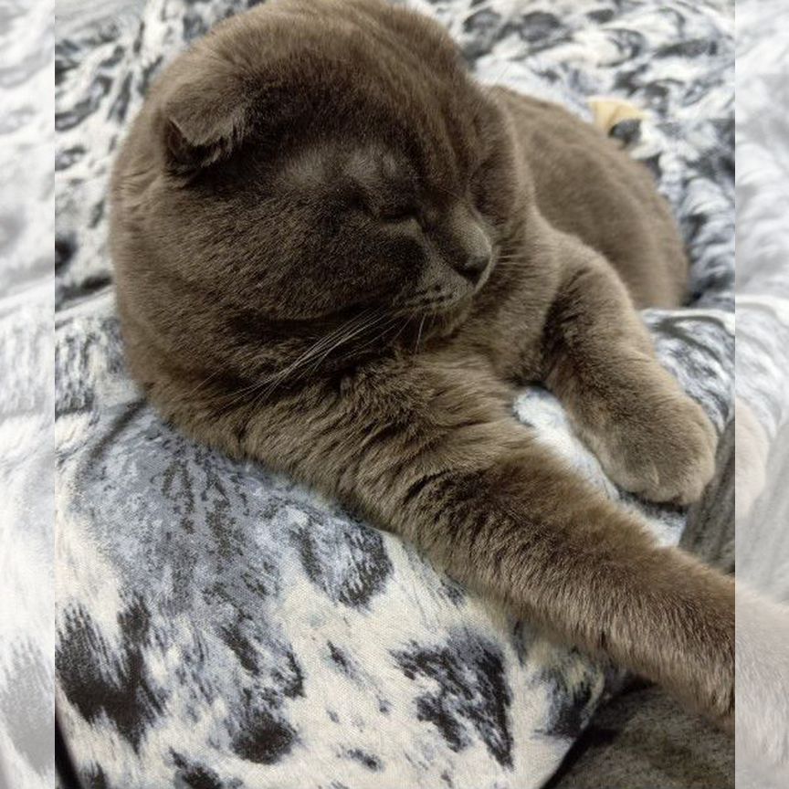 Отдам кота в добрые руки бесплатно