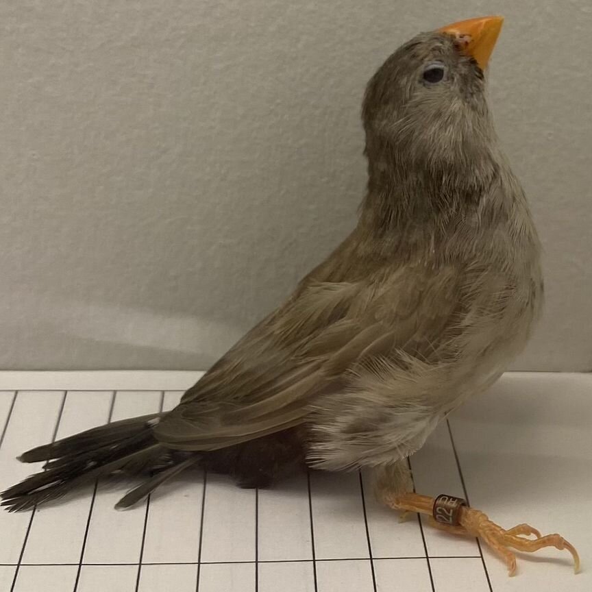 Зебровые амадины