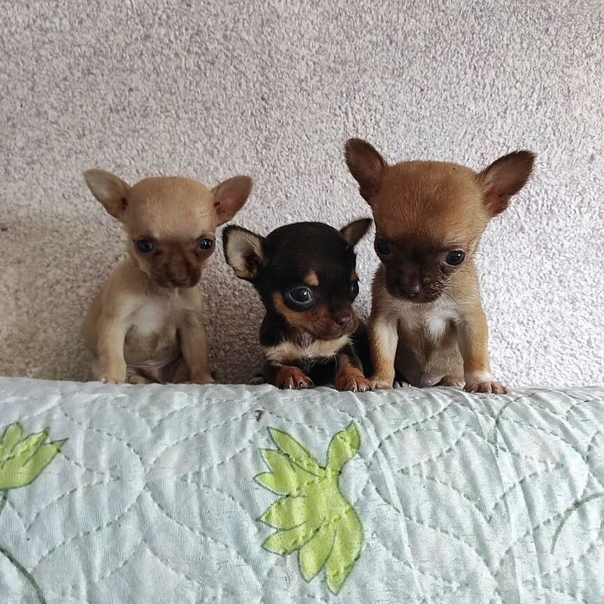 Чихуахуа щенки