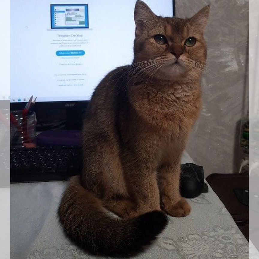 Кошечка золотая шиншила