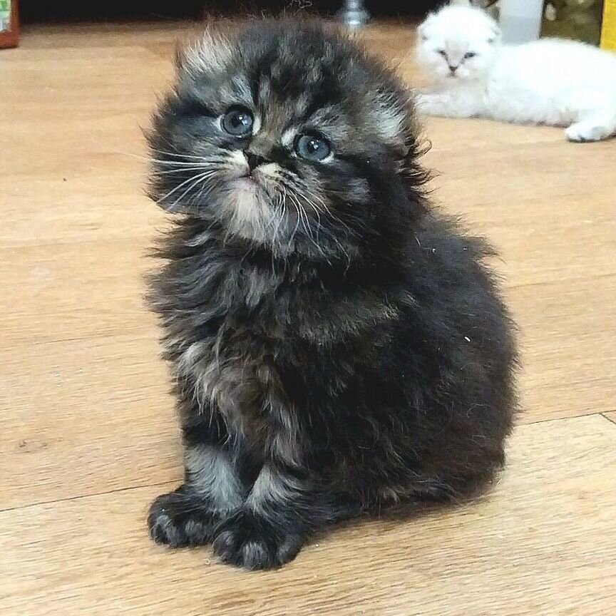 Хайленд фолд, котик