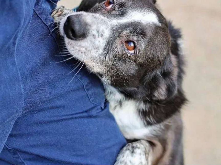 Собачка в добрые руки