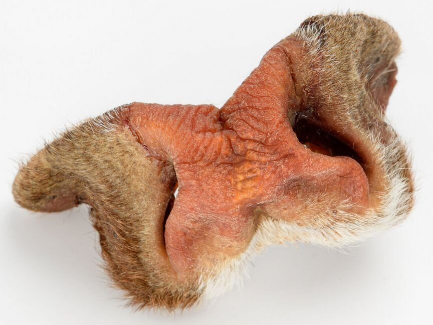 Носы говяжьи для собак