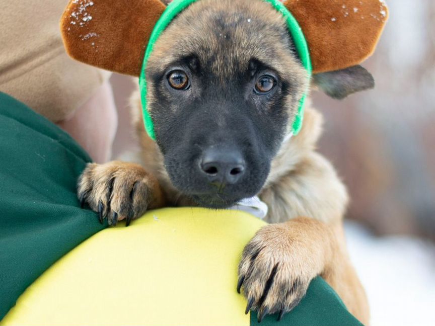 Щенок Бэмби из приюта ищет свой дом