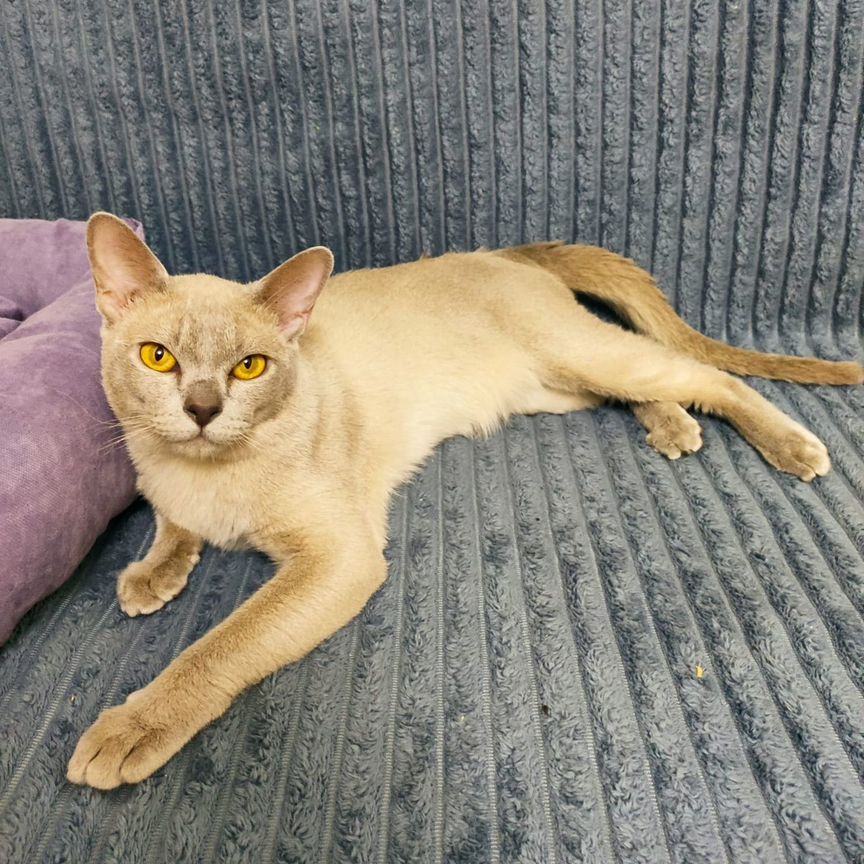 Бурманский племенной кот