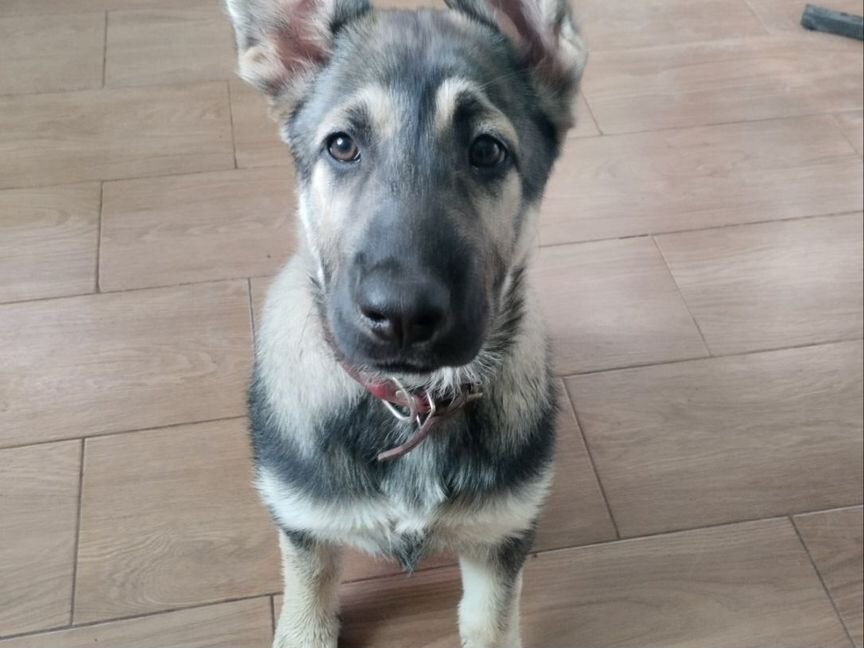 Восточноевропейская овчарка зонарного