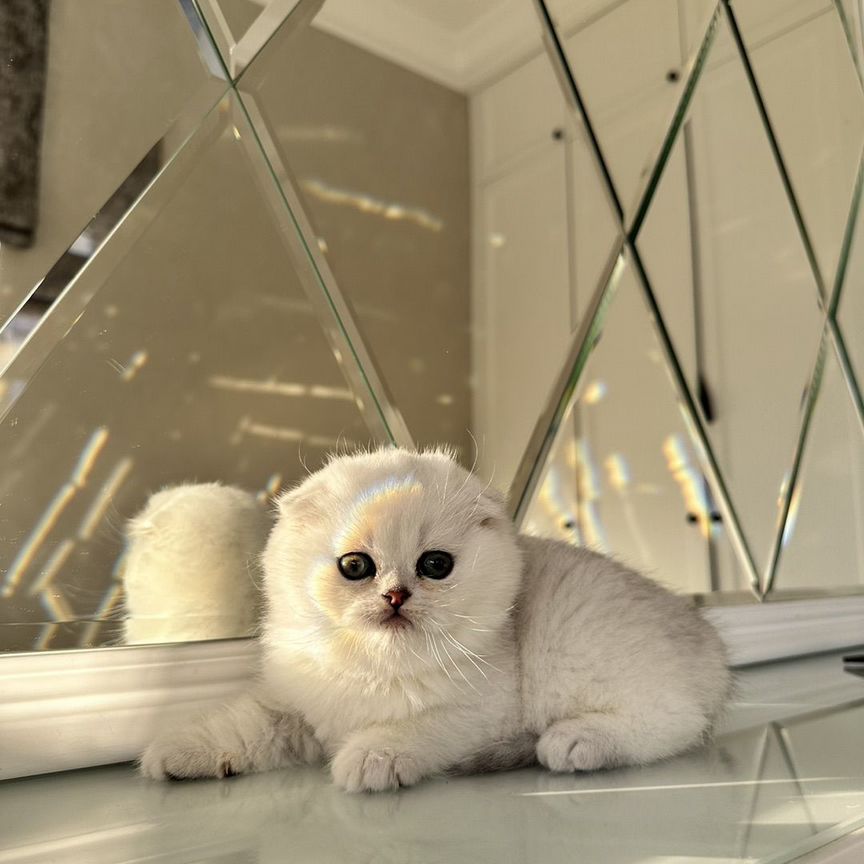 Шиншилловый мальчик