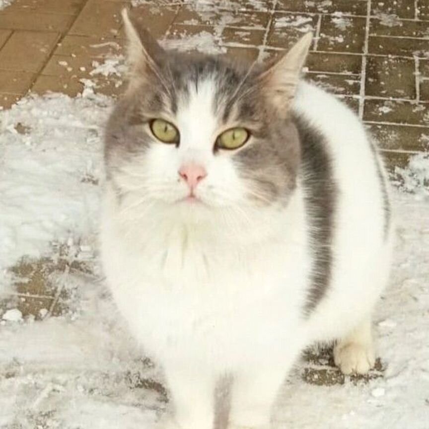 Бедный котик погибает на теплотрассе