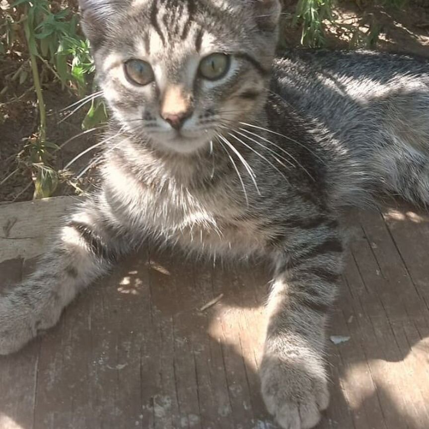 Котята ручные на Волге оч нуж передер или куратор