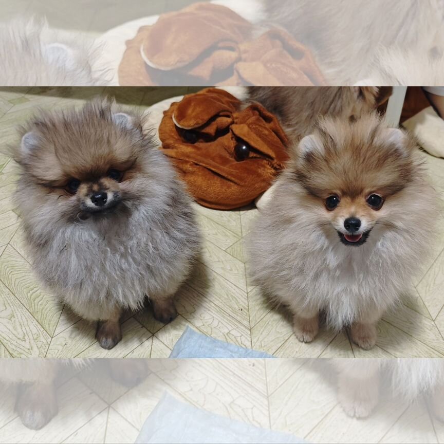 Померанский шпиц, щенок