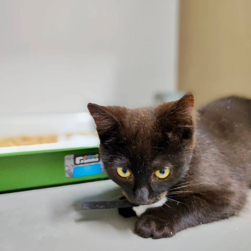 Котенок
