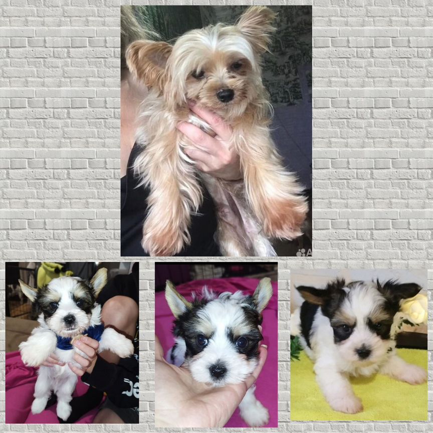 Йоркширский терьер мини беби фейс